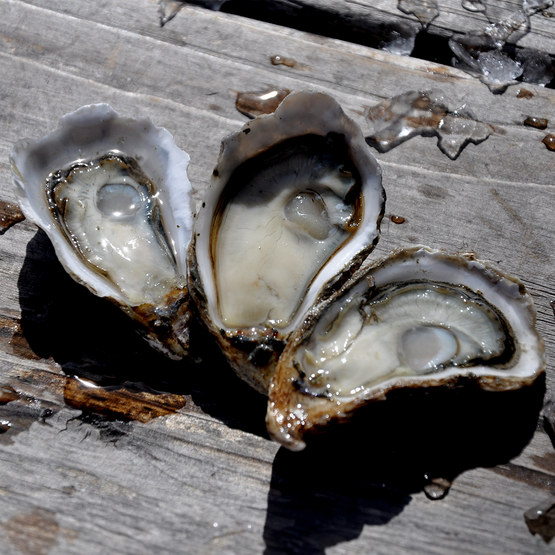 Shellfish & Apparel – Page 2 – Penn Cove Shellfish, LLC