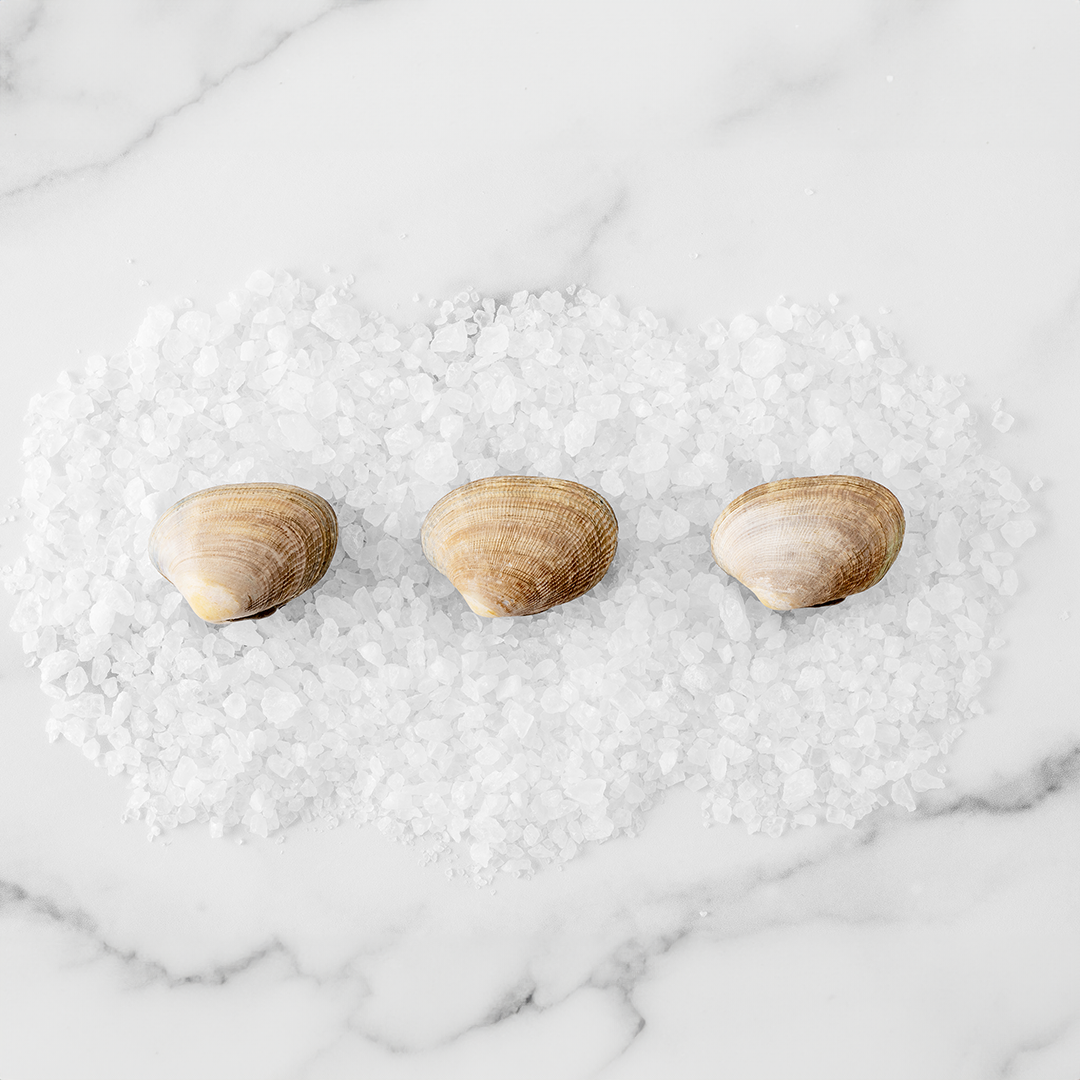 Manila Clams – Penn Cove Shellfish